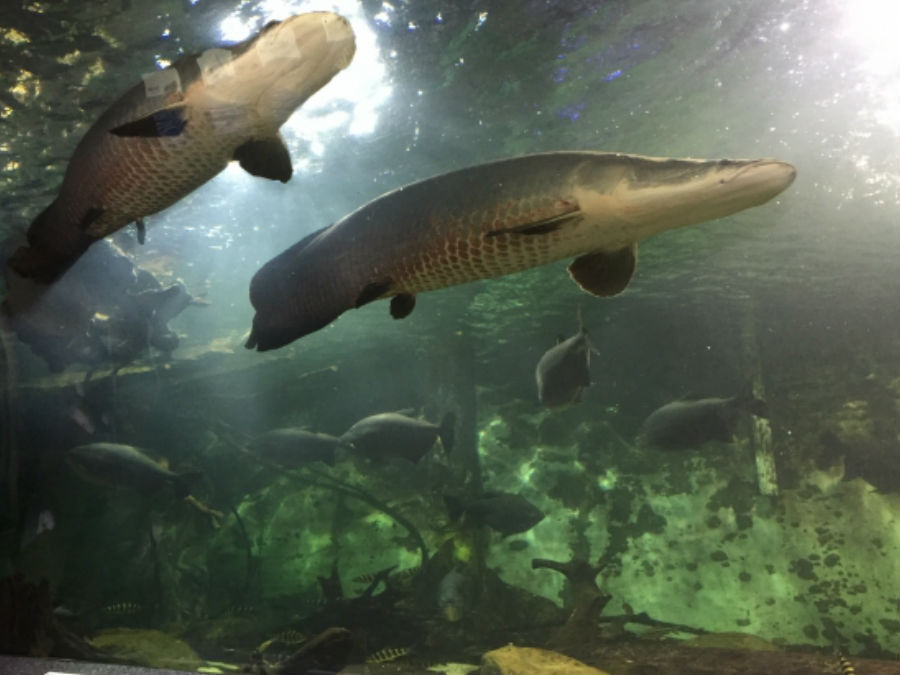 A peek below the surface: Giant arapaima at aquarium are tank-like ...