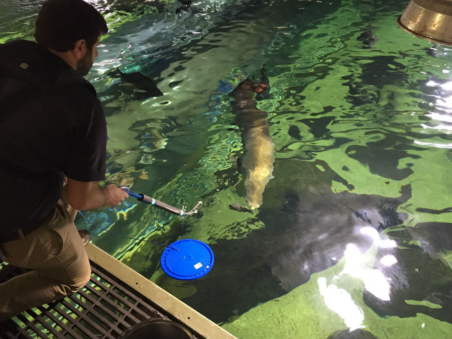 A peek below the surface: Giant arapaima at aquarium are tank-like ...