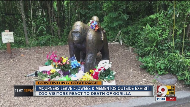 Cincinnati gorilla Harambe: Psychologist points to viral aspect in some ...