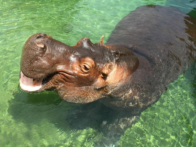 Cincinnati Zoo opens Hippo Cove to end 20 years without the animal ...