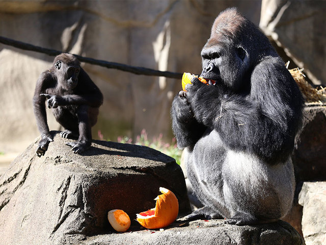 Cincinnati Zoo to reopen post-Harambe Gorilla World exhibit - WCPO ...