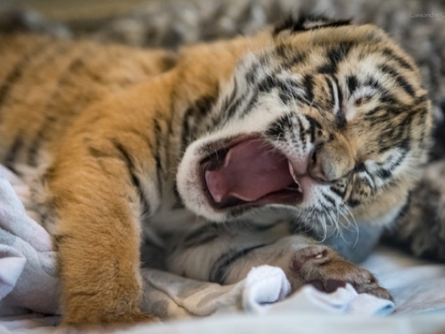 Feeding time for Cincinnati Zoo's Malayan tiger cubs - Gallery