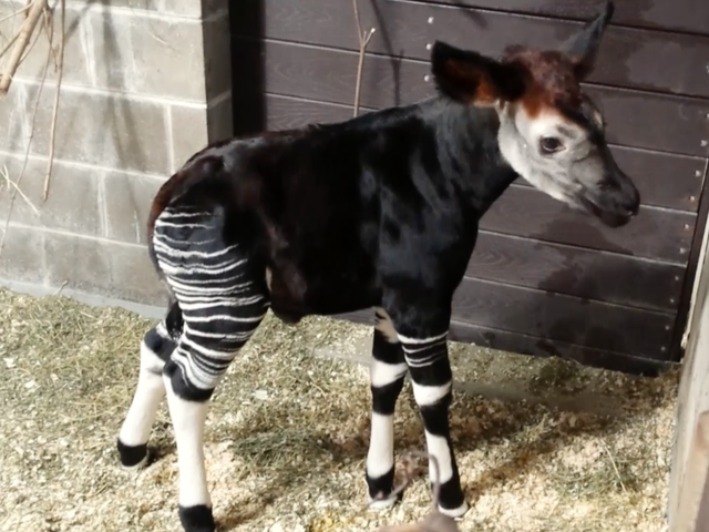 Meet the newest member of the Cincinnati Zoo's baby boom -- okapi calf ...