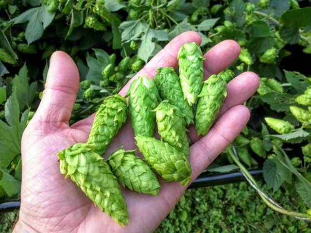 These guys wanted to start a brewery, but they decided to just grow the ...