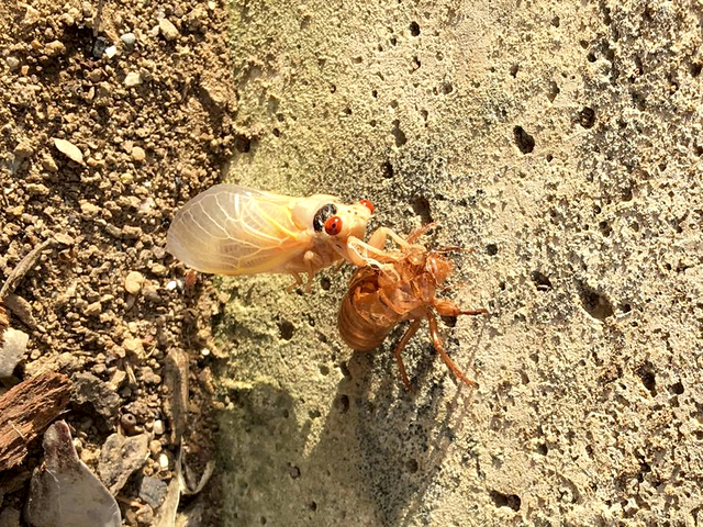 Should we brace for an invasion of albino super-cicadas? - WCPO ...