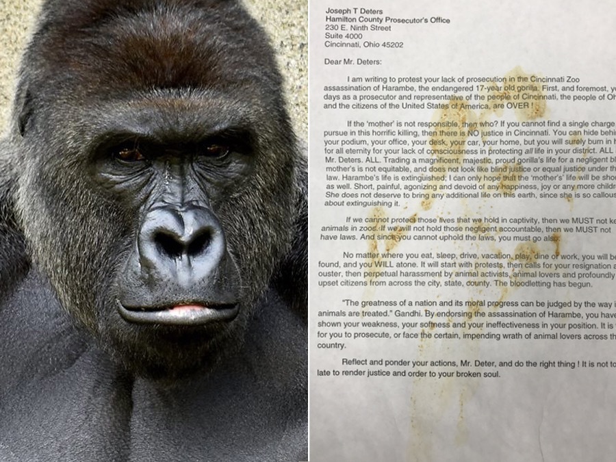 Harambe case: One year later, prosecutor remembers 'absolutely crazy ...