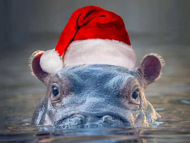 COLUMN: Forget the guy in red. It's Fiona's first Christmas! - Insider ...