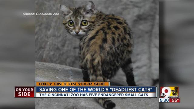 World's deadliest cat is tiny, adorable and endangered - WCPO ...
