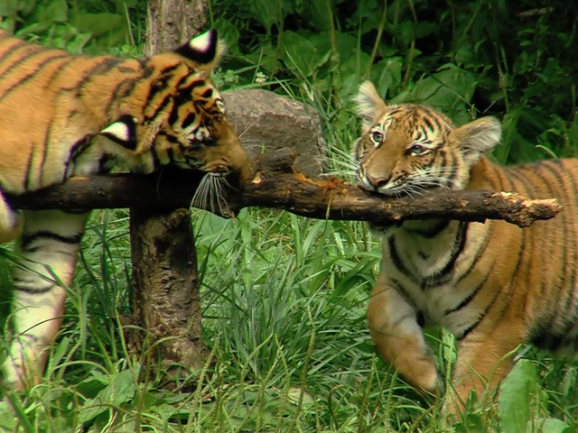 It's not all about Fiona: Cincinnati Zoo's 3 tiger cubs turn 1 year old ...