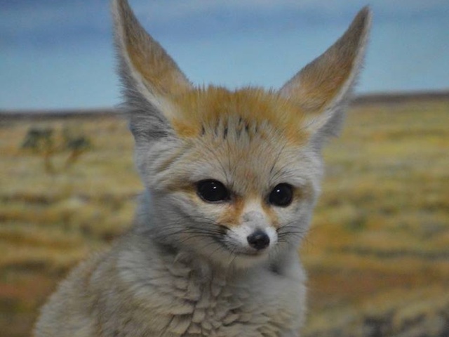 Cuteness alert: Cincinnati Zoo's fennec fox is expecting kits - WCPO ...